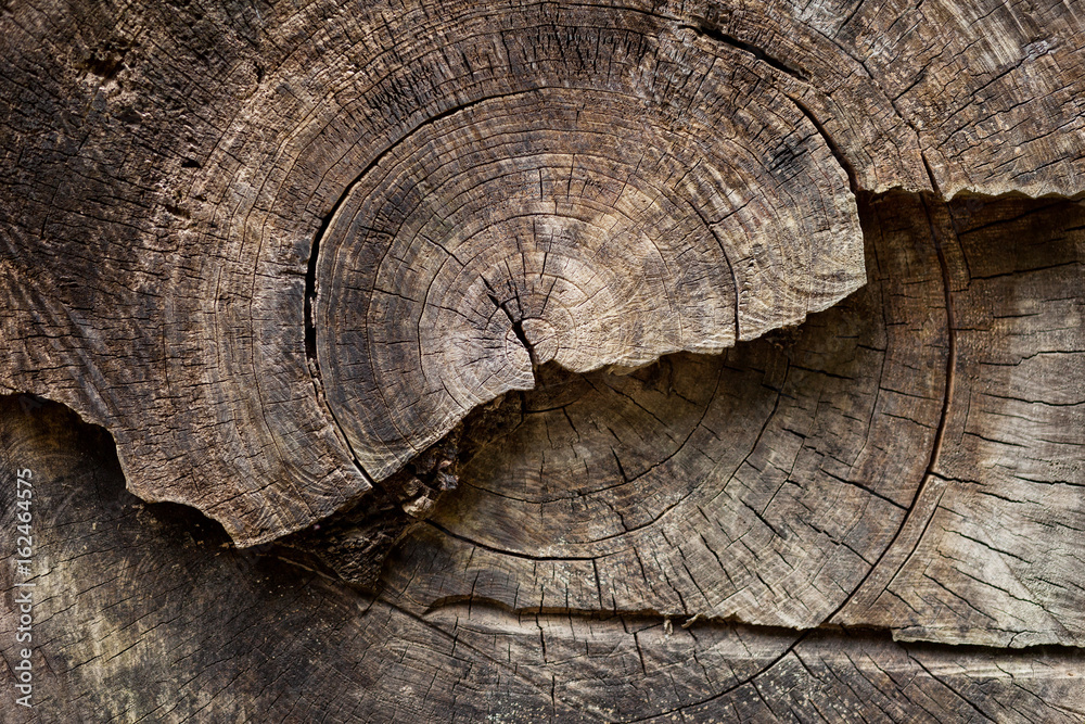 Tree rings are counted to determine the age of a tree. Cut wood texture ...