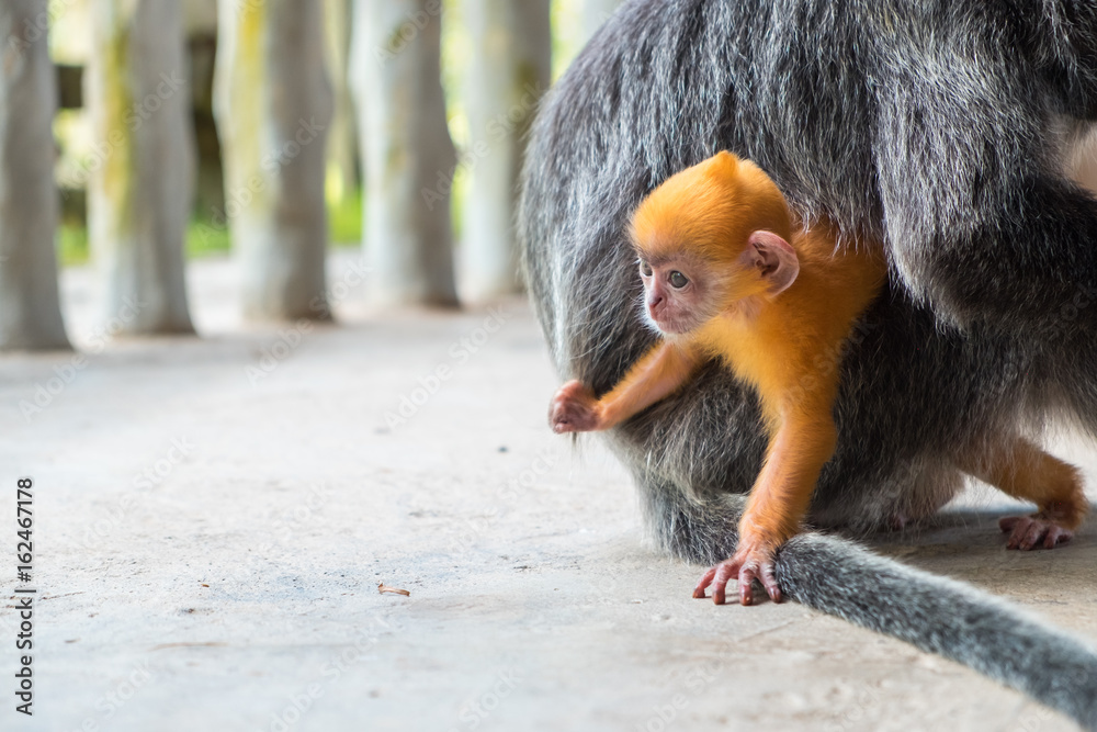 Curious cub silvery lutung monkey trying to get out mother's hug and ...