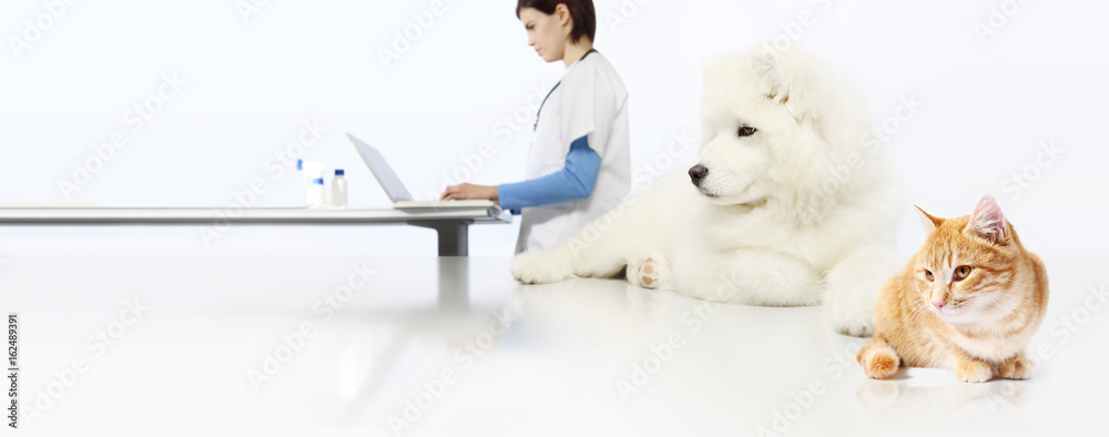 veterinarian concept. veterinary doctor, dog and cat in vet office ...