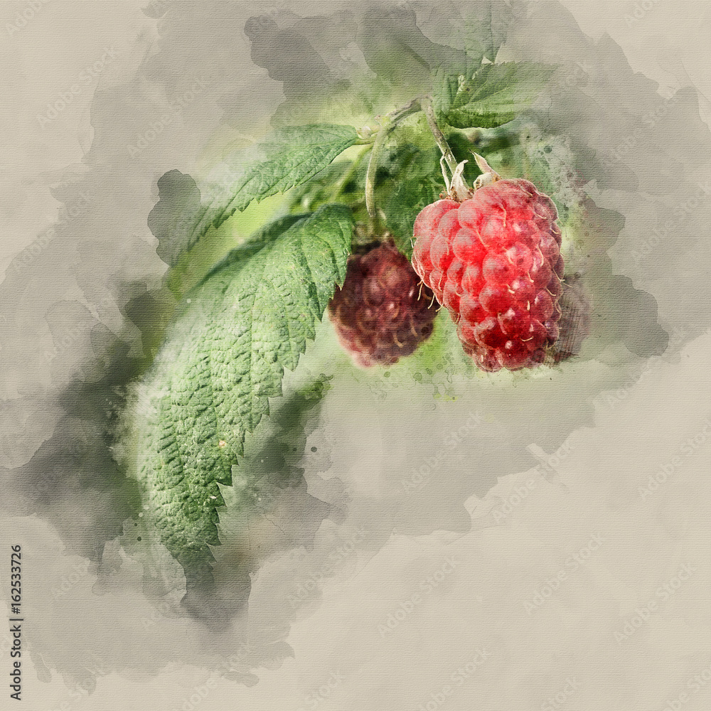 Raspberry on a branch clous up. Watercolor background foto de Stock ...