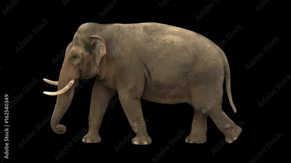 Indian elephant slowly walking seamlessly looped on black screen, real ...