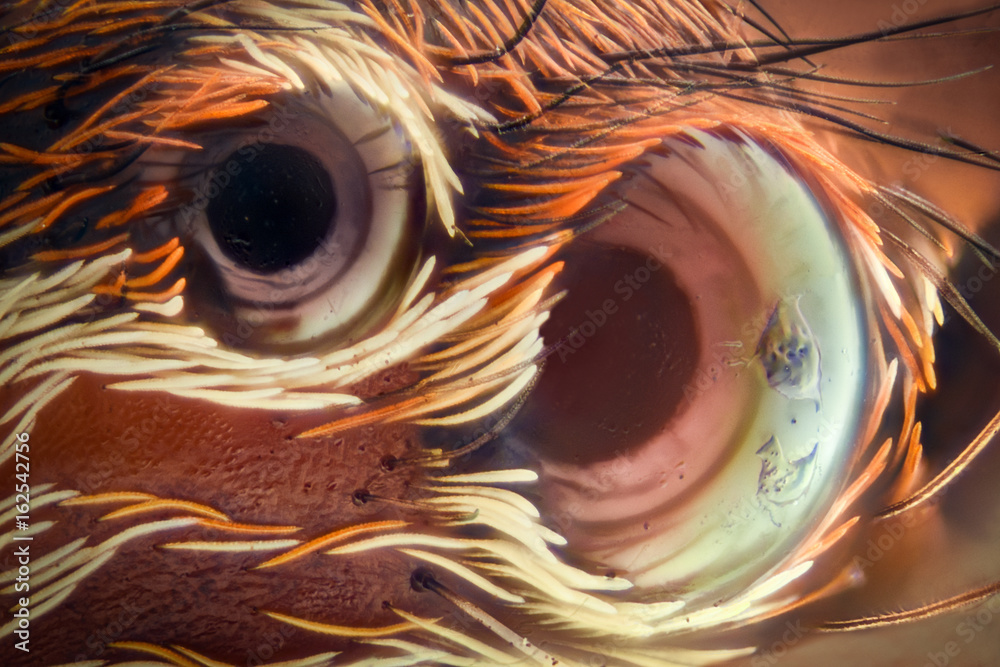 Extreme magnification - Jumping spider eyes at 20x Stock Photo | Adobe ...