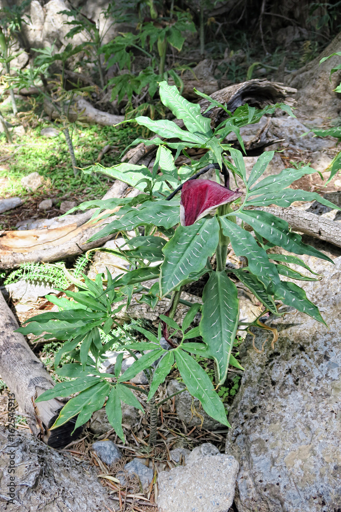dragon arum (Dracunculus vulgaris) flower in Samaria Gorge - Crete ...