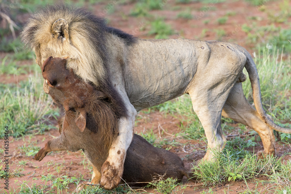 Old male lion drags warthog from its burrow to eat Stock Photo | Adobe ...