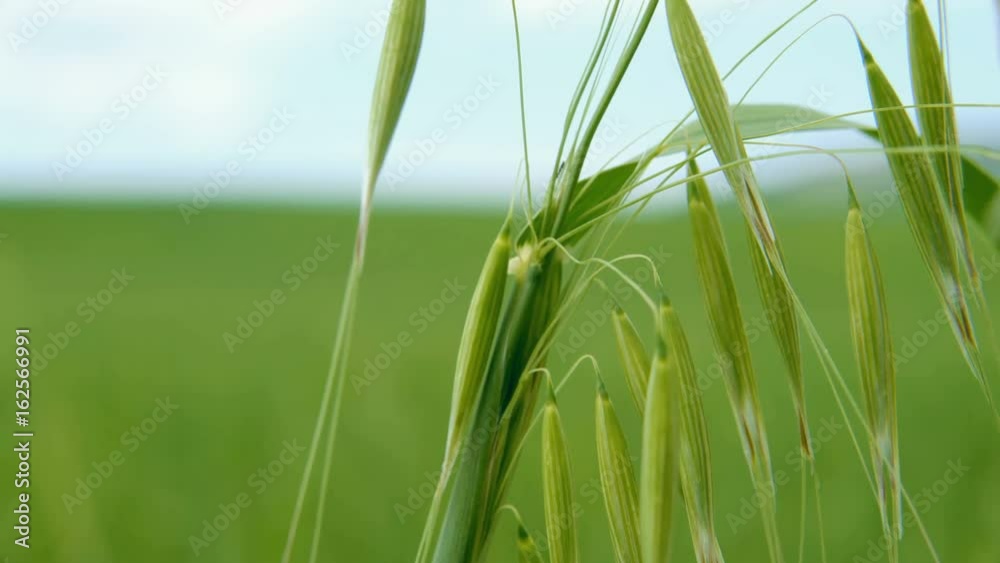 Oat ears swaying in the wind. Closeup with soft focus. Green oat ear ...