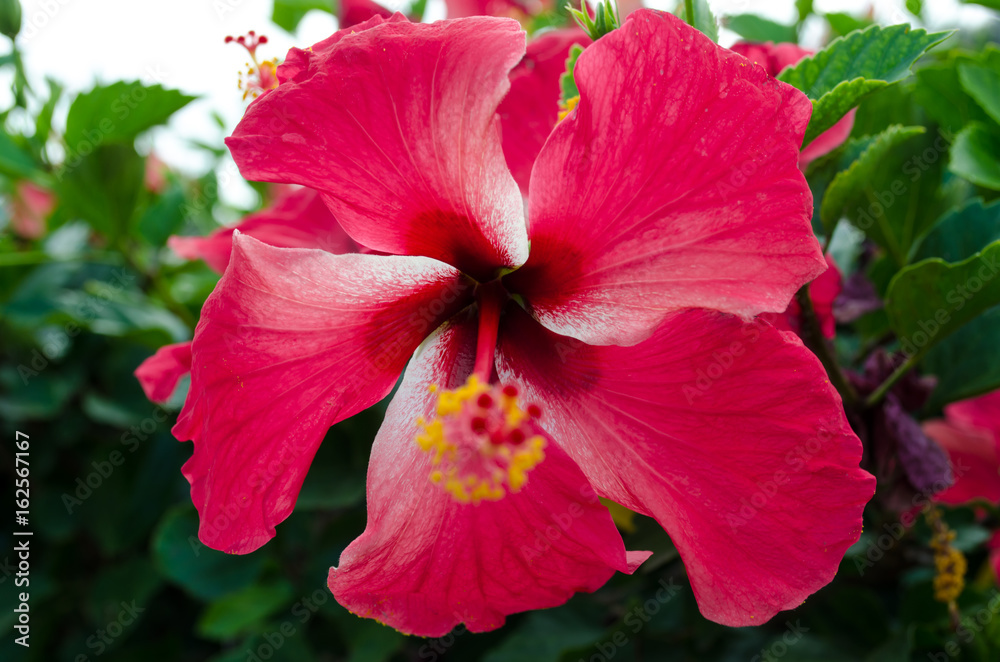 Purau in your hair Stock Photo | Adobe Stock