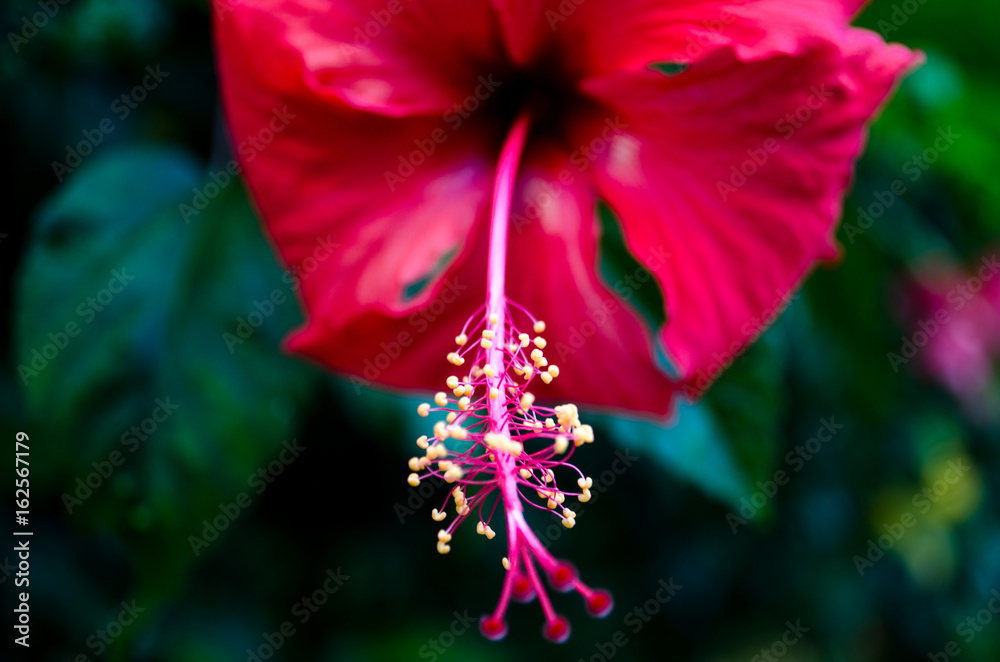 End of the purau Stock Photo | Adobe Stock