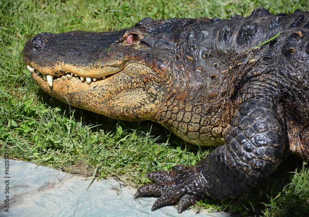 An alligator is a crocodilian in the genus Alligator of the family ...