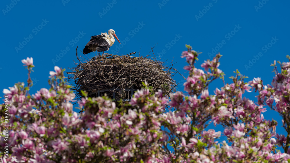 Nest Stock Photo | Adobe Stock