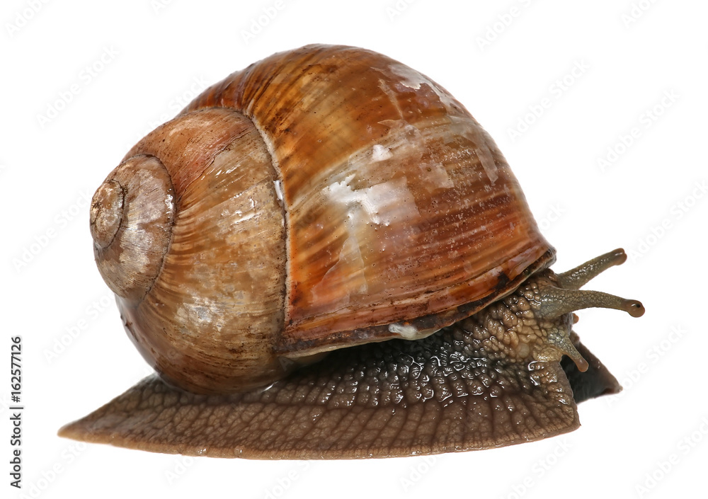 Garden snail isolated on white. Helix pomatia common names Burgundy ...