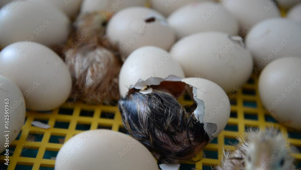 Chicken hatching from egg at a farm Stock Video | Adobe Stock