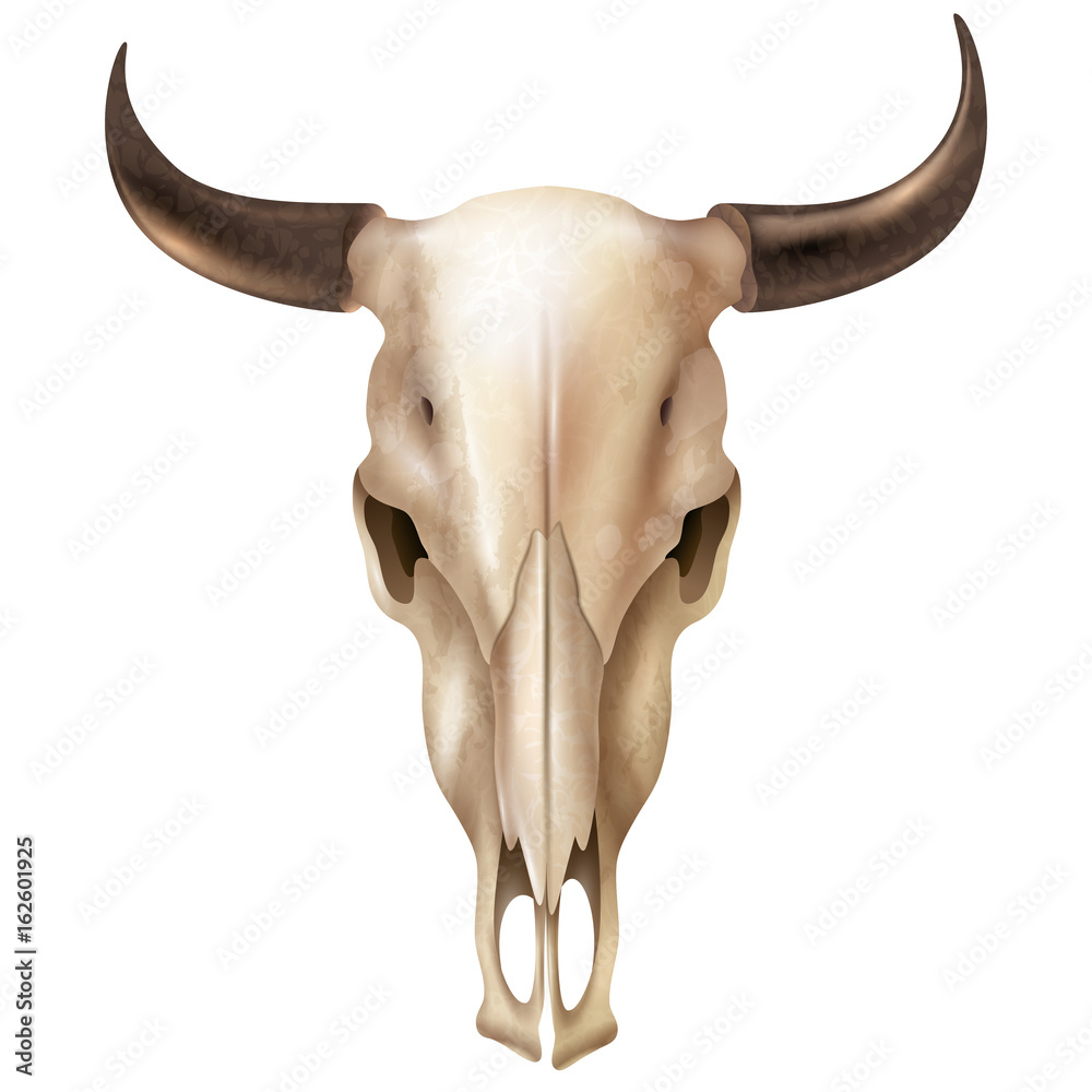 Realistic Cow Skull Stock Vector | Adobe Stock