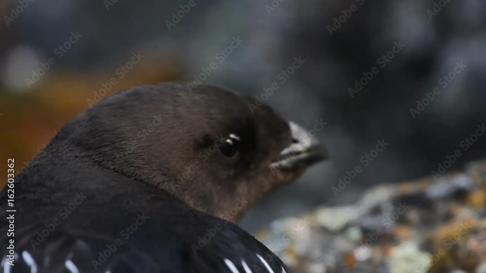 Sea birds of high Arctic (the North). Little auk special subspecies ...