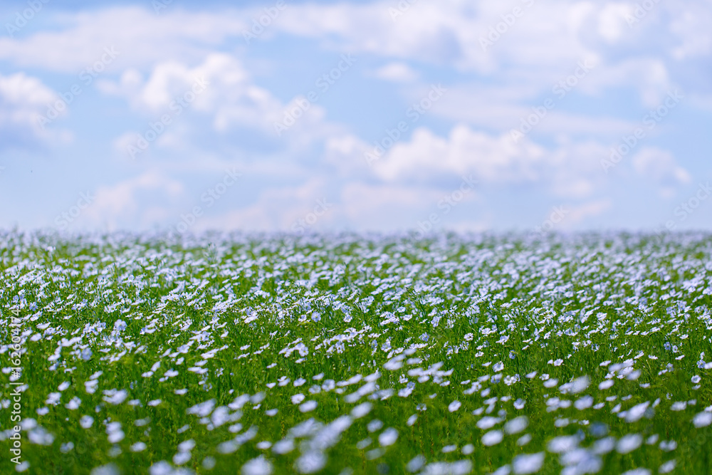 A linen field in bloom Stock Photo | Adobe Stock