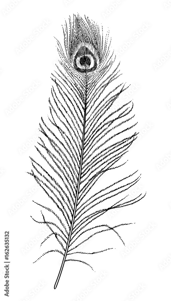 Peacock Feather Illustration Drawing Engraving Ink Line Art Vector