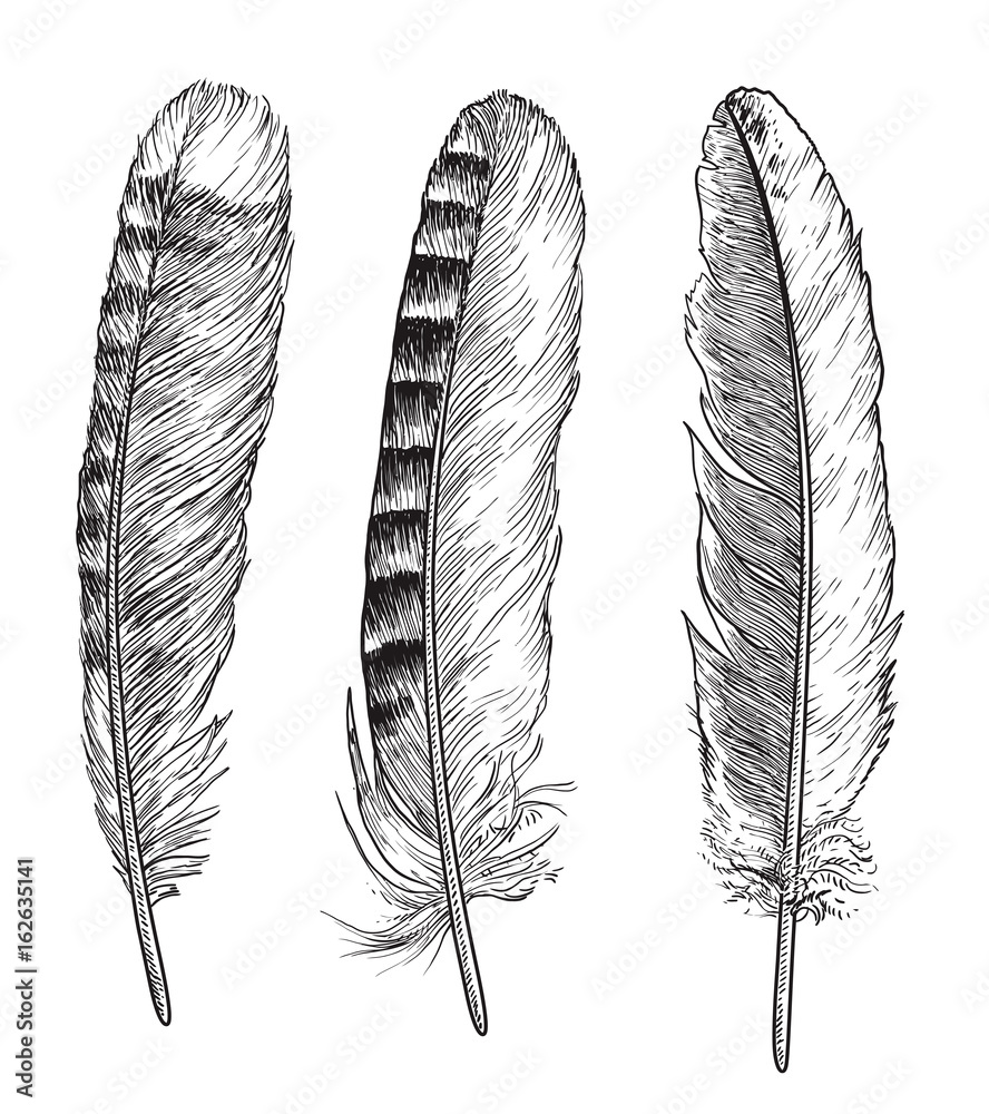 Feather illustration, drawing, engraving, ink, line art, vector Stock ...