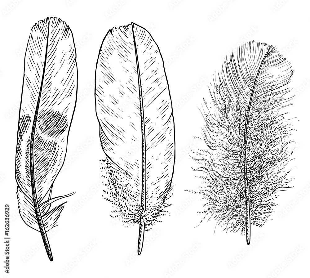 Feather illustration, drawing, engraving, ink, line art, vector Stock ...