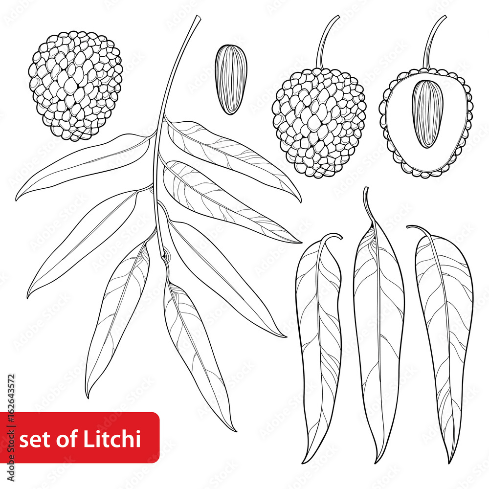 Vector set with outline Chinese Lychee or Litchi fruit and leaf in ...
