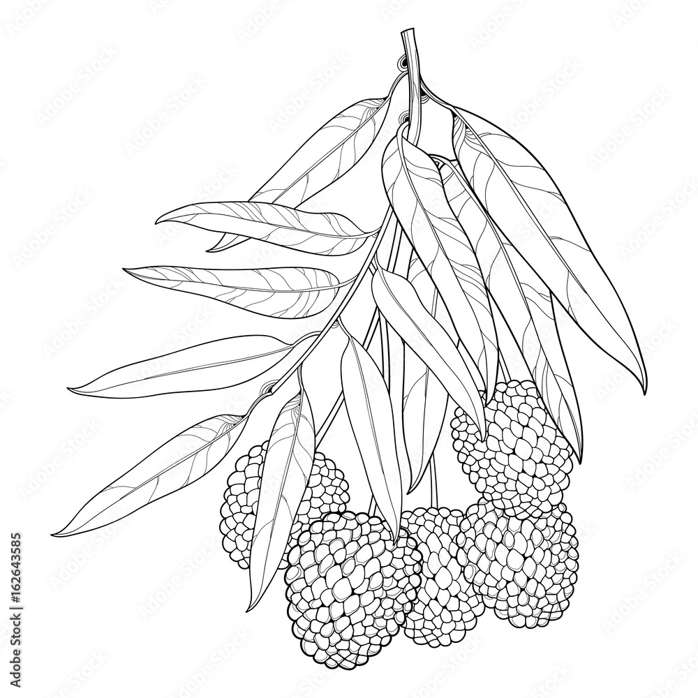 Vecteur Stock Vector branch with outline Chinese Lychee or Litchi fruit ...