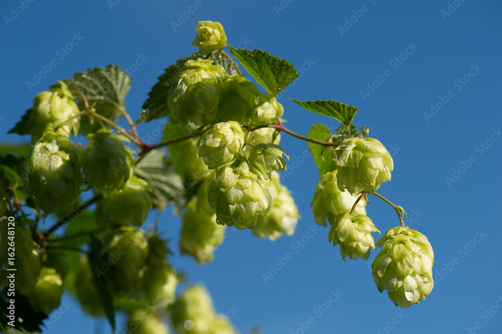 wilde hopplant Stock Photo | Adobe Stock