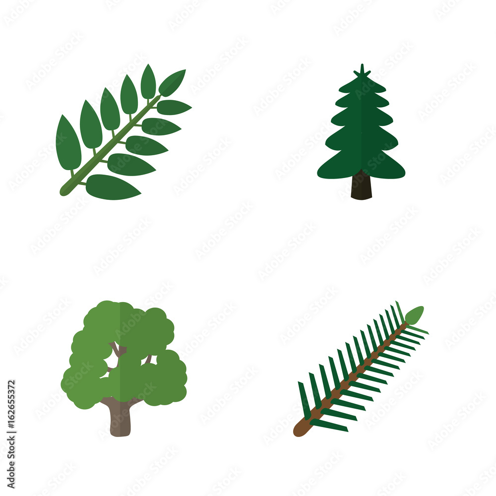 Spruce Leaves