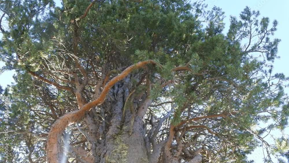 Witches' broom pine affected by pest (fungus Crinipellis perniciosa ...