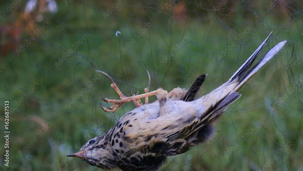 Field scientific research. Ornithologists caught and ringed birds to ...