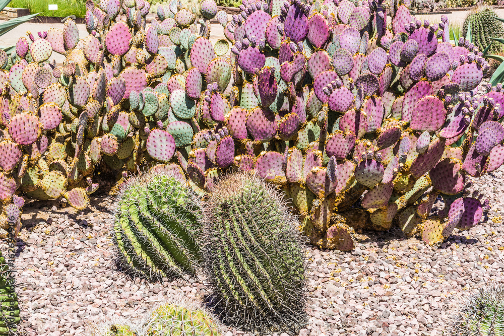 Desert Plants Stock Photo | Adobe Stock