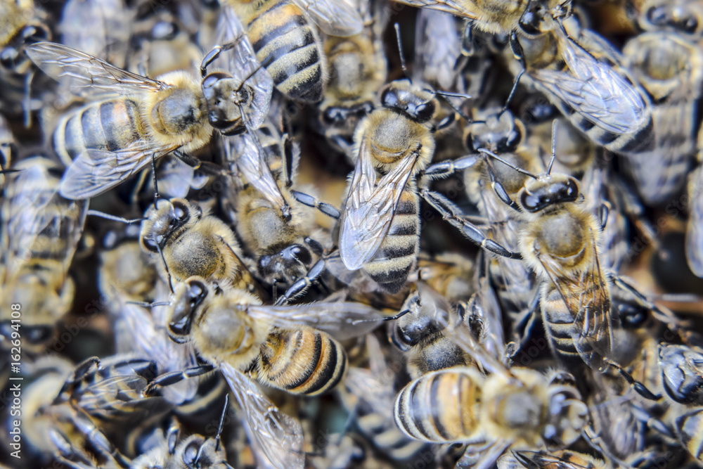 Macro photograph of bees. Dance of the honey bee. Bees in a bee hive on ...