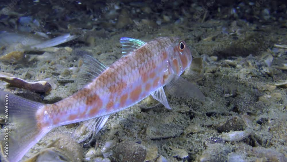 Sea fish Red mullet (Mullus barbatus) lies on the bottom and stirs the ...