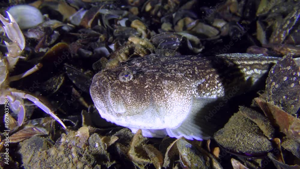 Poisonous fish Atlantic stargazer (Uranoscopus scaber) and swimming ...