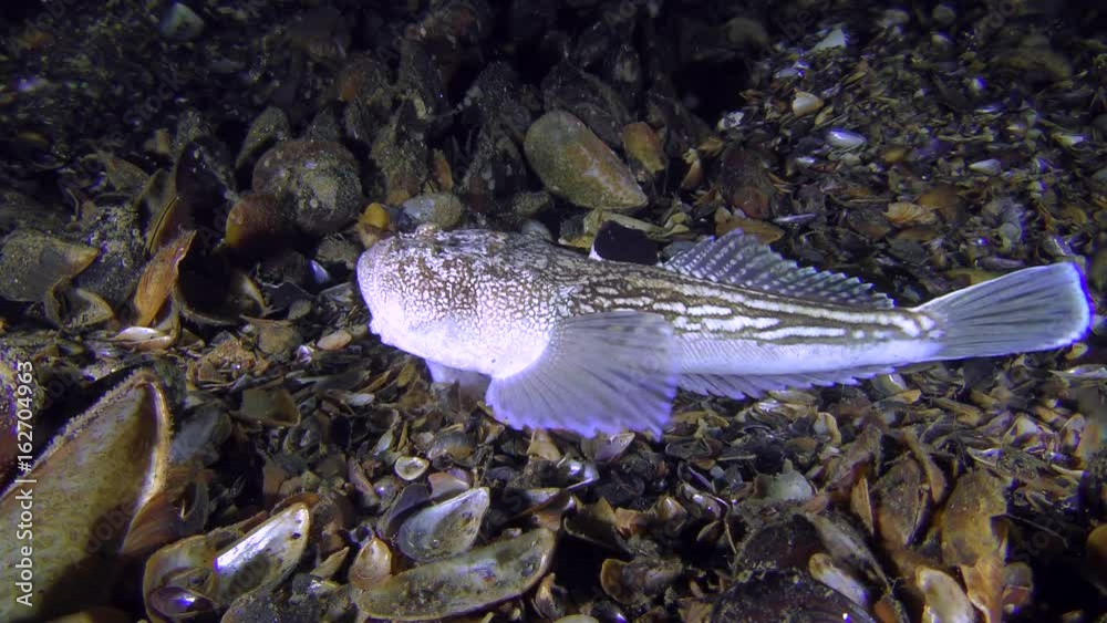 Poisonous fish Atlantic stargazer (Uranoscopus scaber) digs into the ...