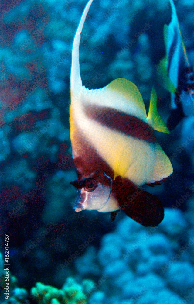 butterflyfish in front of a coralreef Stock Photo | Adobe Stock