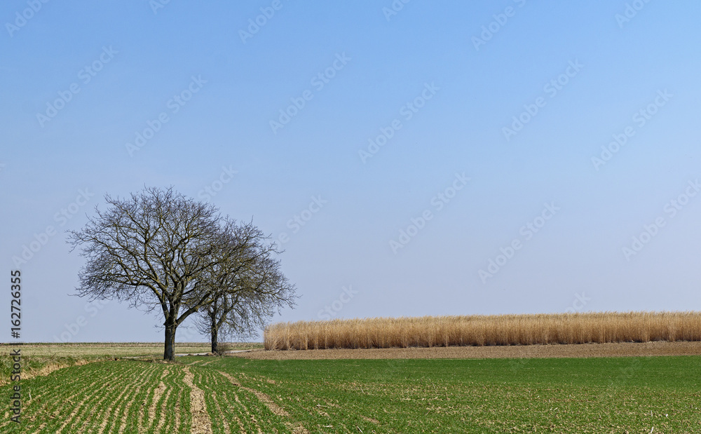 Feld mit Riesen-Chinaschilf (Miscanthus × giganteus) Photos | Adobe Stock