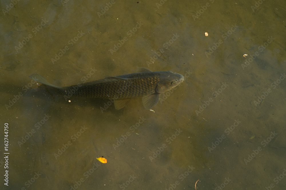 Plakat ryba ogród japoński kwota karp - Dekowizja.pl