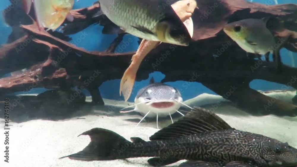 Several species of fish in aquarium showing cohabitation in specific ...