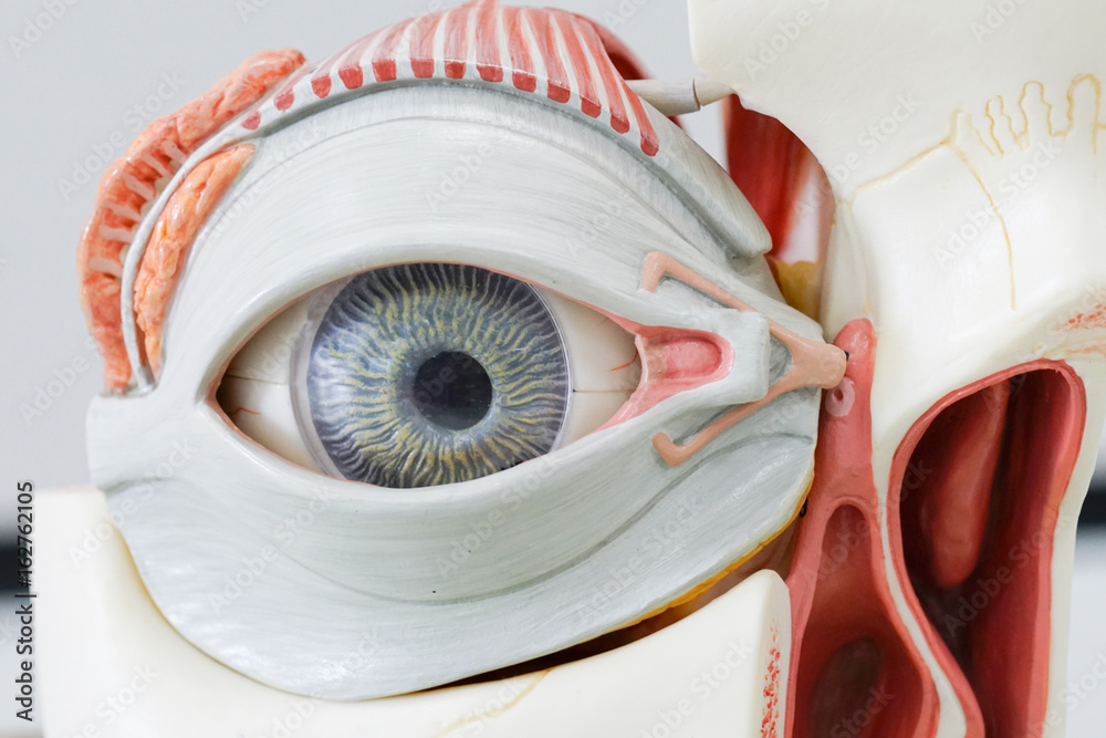 Human eye model Stock Photo | Adobe Stock