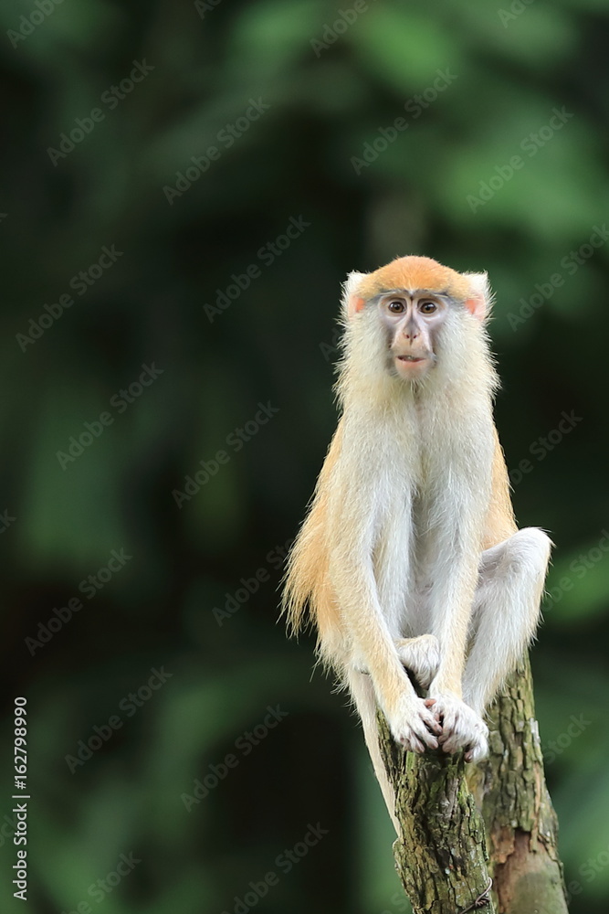 Patas Monkey, Singapore. Also known as the wadi monkey or hussar monkey ...
