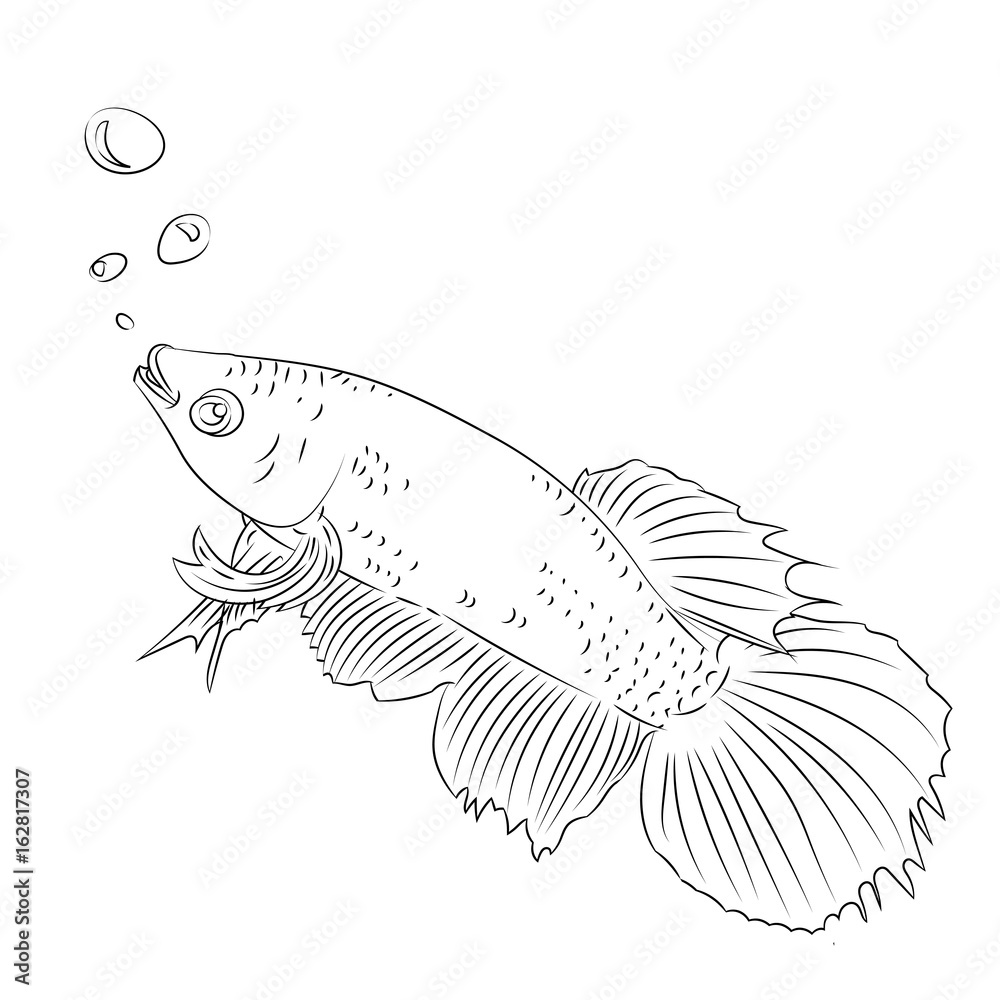 Fish Drawing In Pencil Easy