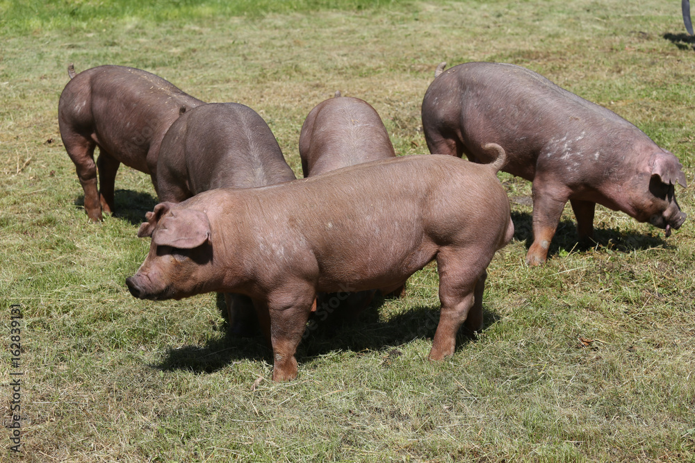 Duroc breed pigs at animal farm on pasture Stock Photo | Adobe Stock