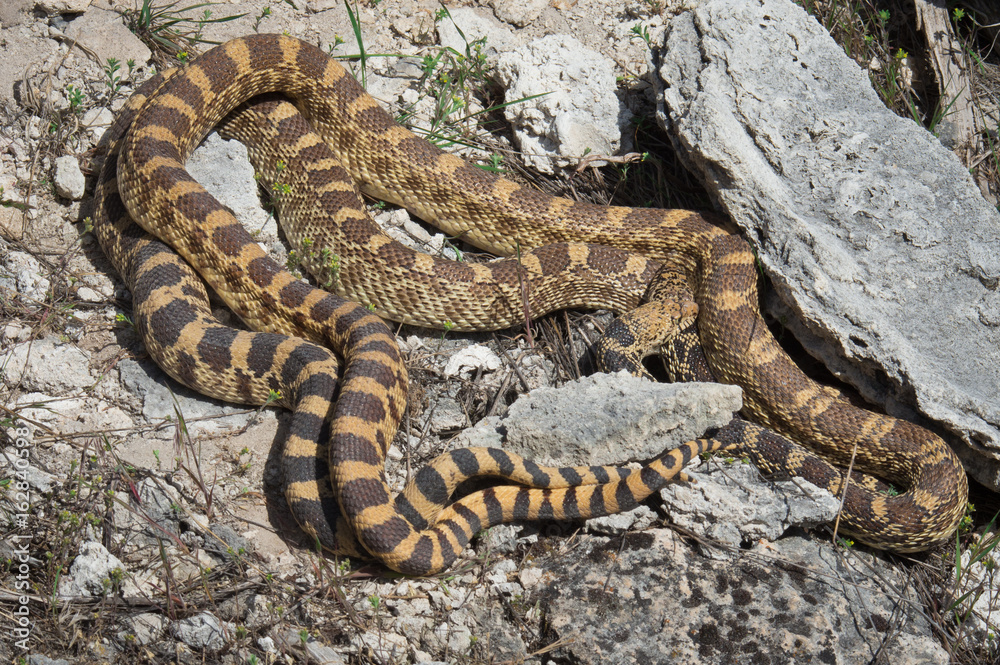 bullsnake (Pituophis catenifer sayi ) in Yellowstone, USA Stock Photo ...