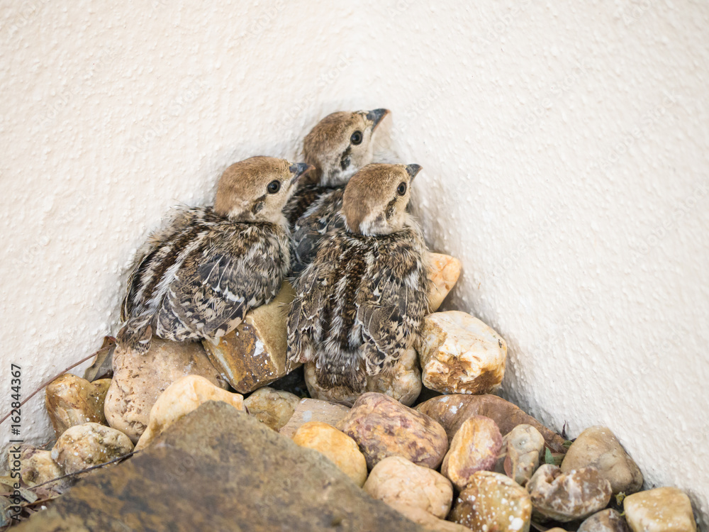 Baby Partridge