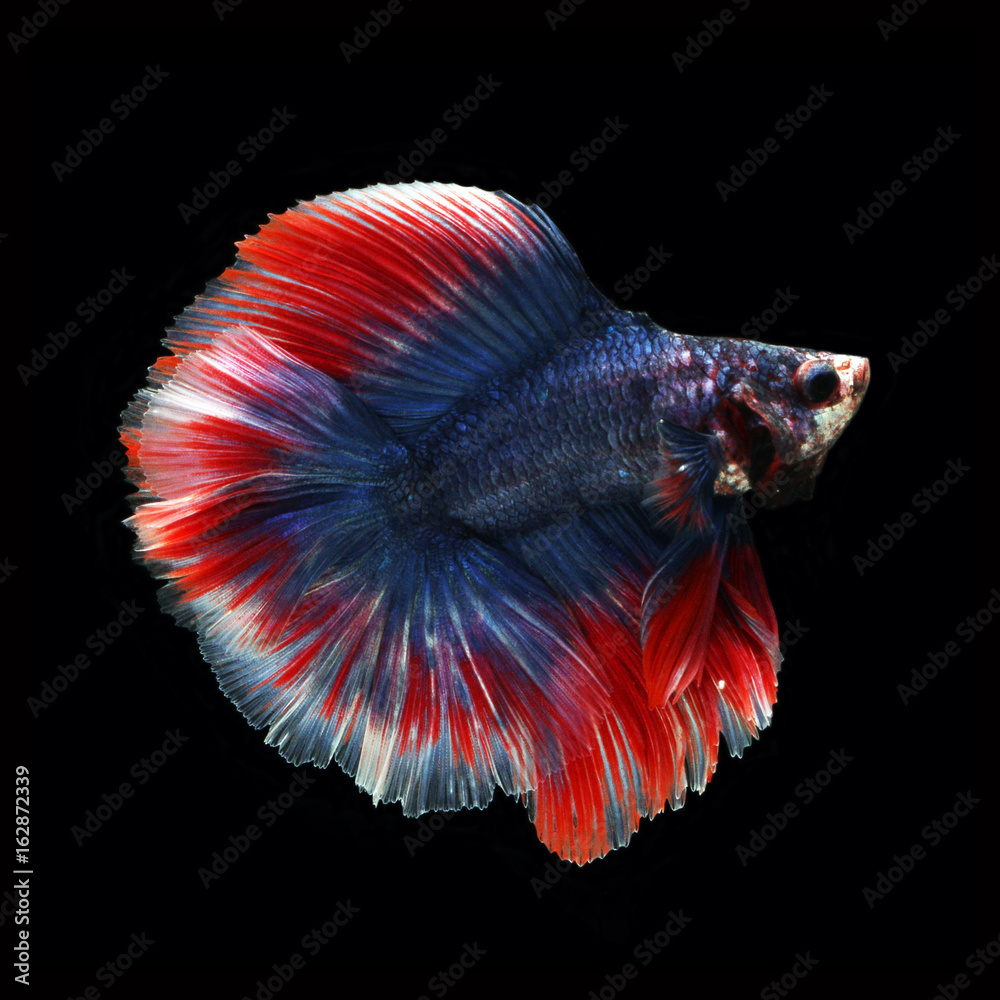 Doubletail Betta on black background. Beautiful fish. Swimming flutter ...