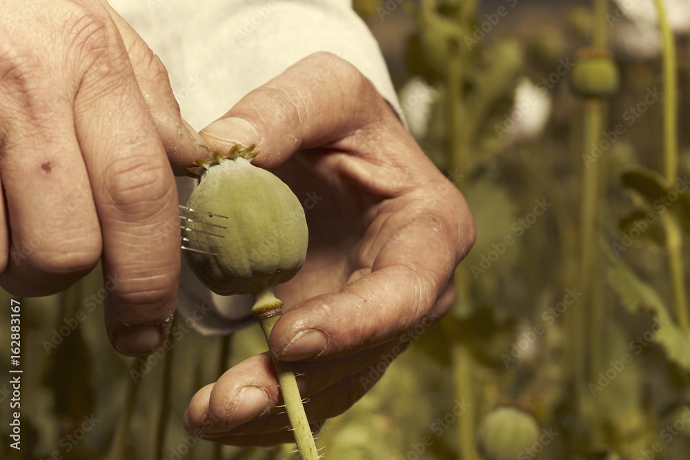 Detail of cutting poppy heads with knife to harvest opium latex Stock ...