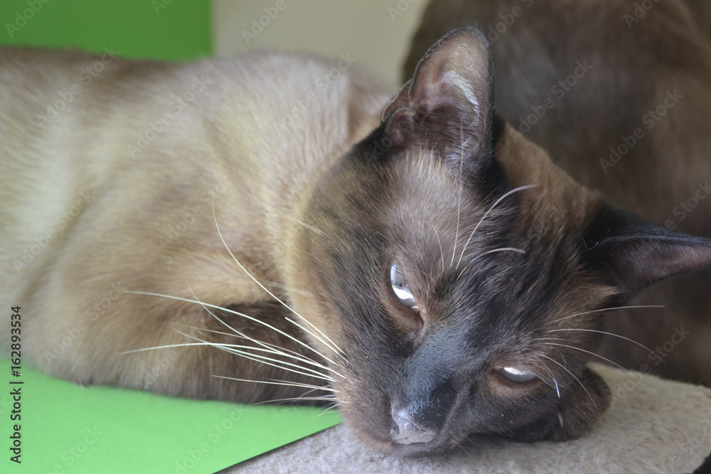 Gato siamés tumbado Stock Photo | Adobe Stock