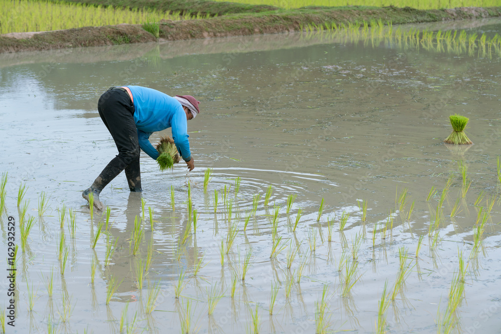 backside of the man transplanting rice cultivation environment before ...