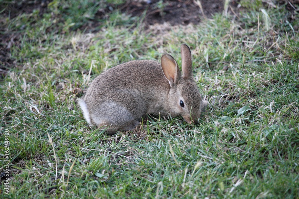 Oryctolagus cuniculus Stock Photo | Adobe Stock