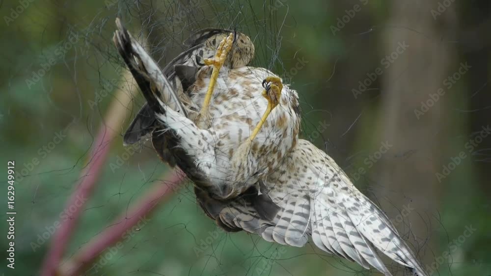 Bird trapped in net,struggling to die in green forest like fail loser ...