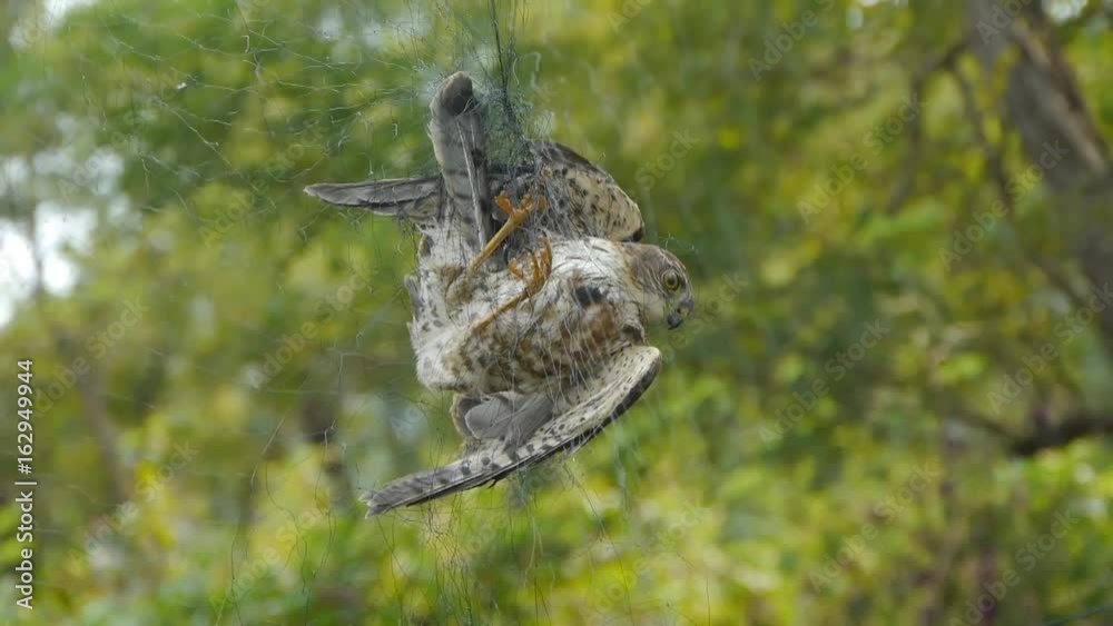 Bird trapped in net,struggling to die in green forest like fail loser ...