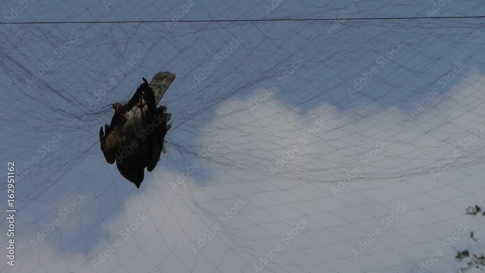 Bird trapped in net,struggling to die in blue sky like fail loser ...